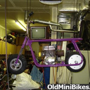 Zebra | OldMiniBikes.com