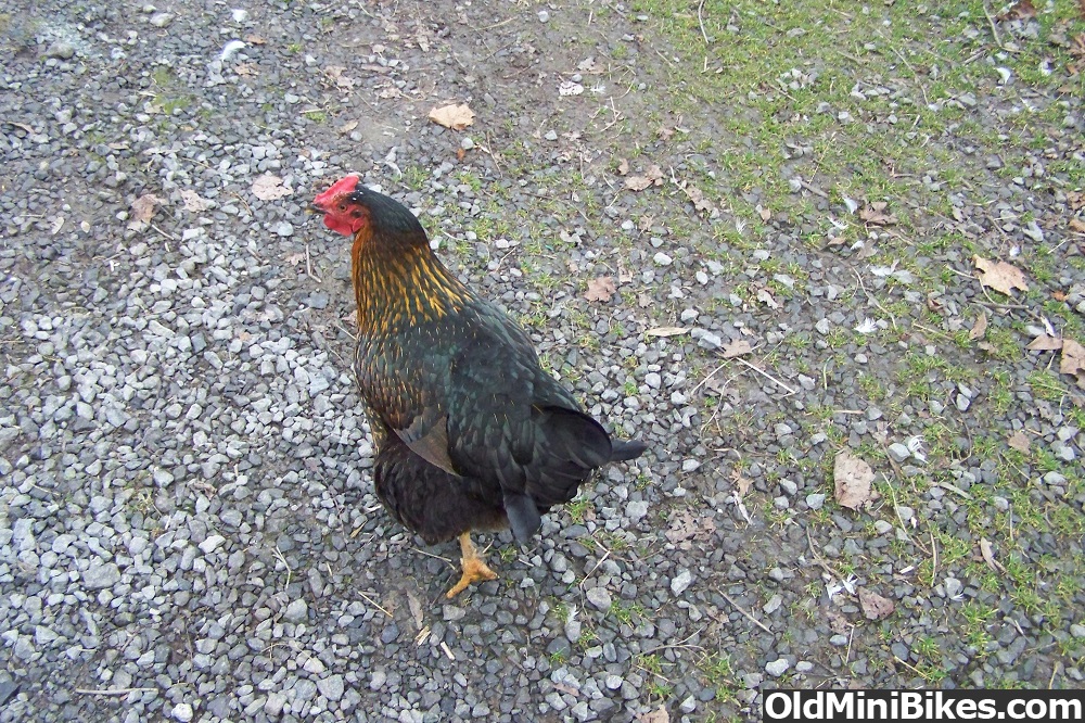 Fighter Chickens | OldMiniBikes.com