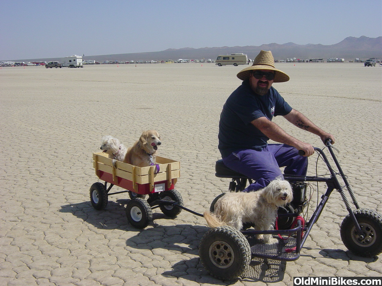 Cat Side car | OldMiniBikes.com
